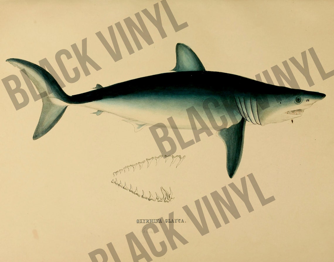 Antique 1800s Shark Print Poster Shark Decor Art Print Vintage ...