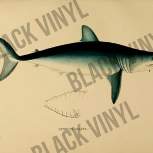 Antique 1800s Shark Print Poster Shark Decor Art Print Vintage ...
