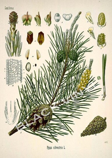 Antique Botanical Print Pine Tree Chart 16x20 Large Format Art | Etsy