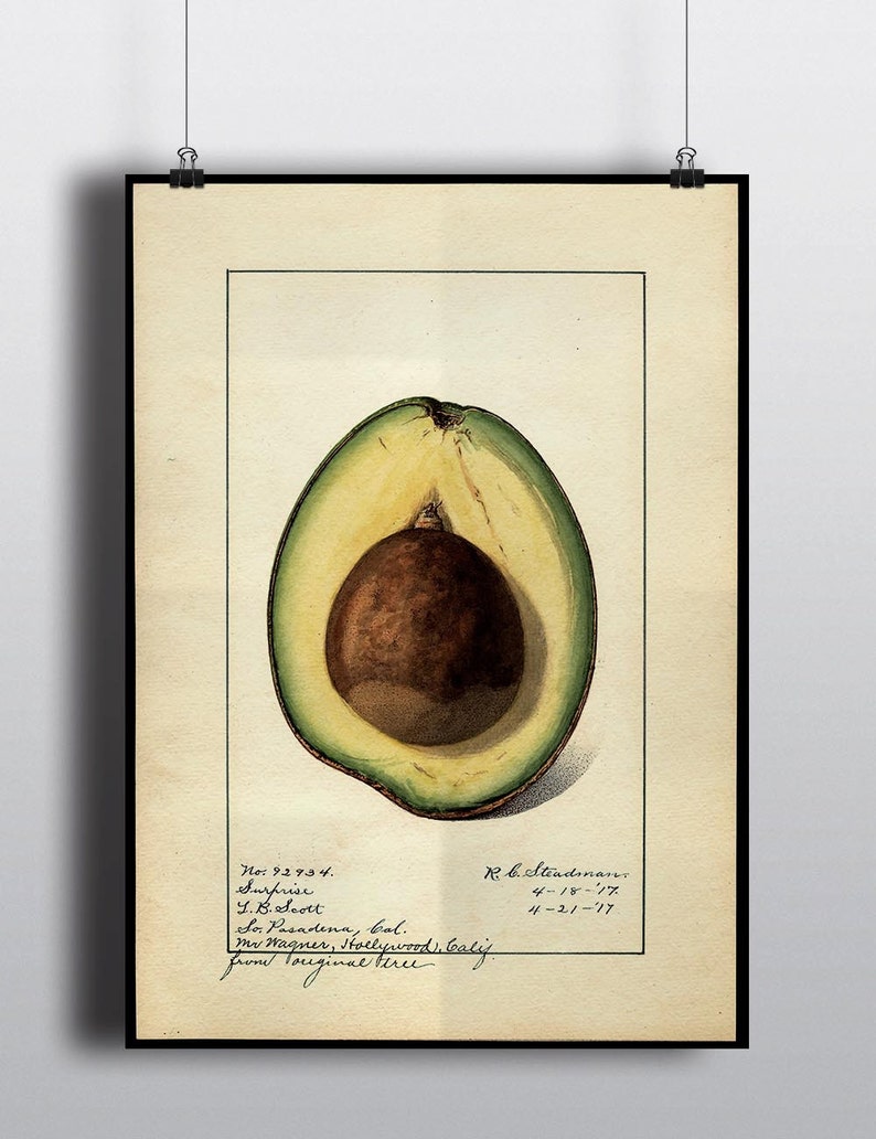 Antique Avocado Print Avocado Art Poster Prints Art Print Wall - Etsy