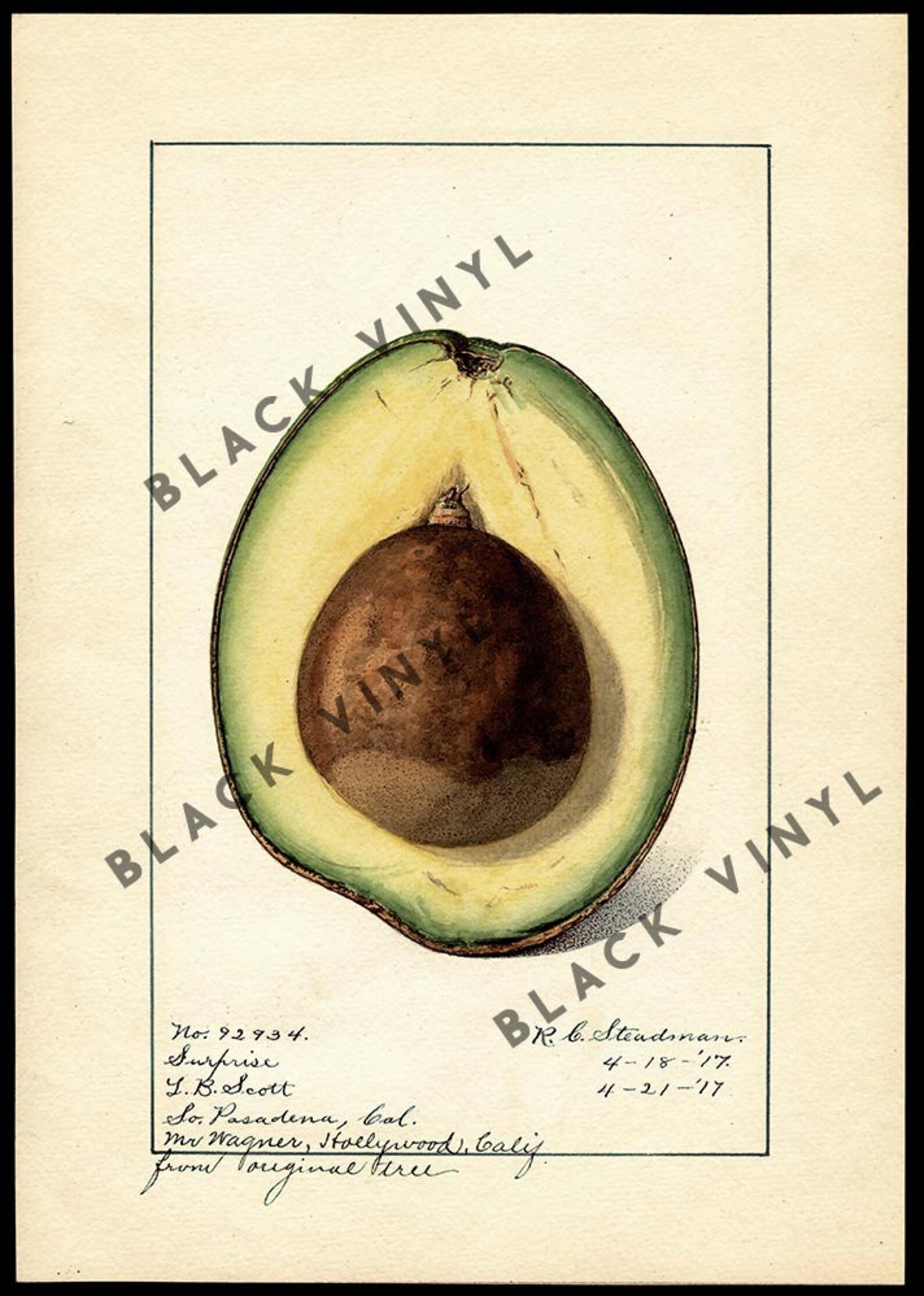 Antique Avocado Print Avocado Art Poster Prints Art Print Wall - Etsy