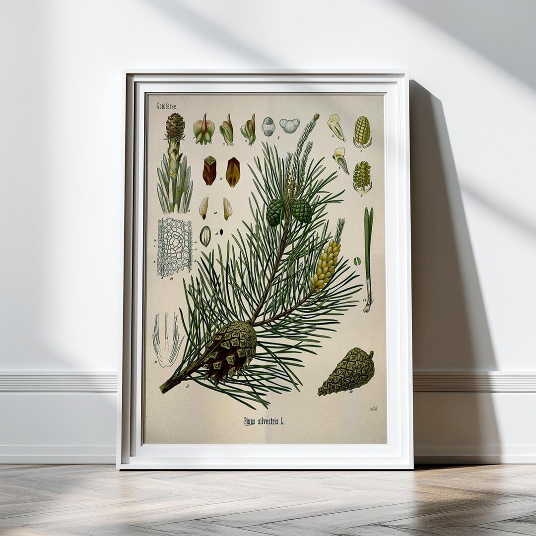 Antique Pine Tree Print Botanical Print Wall Decor Science Chart ...