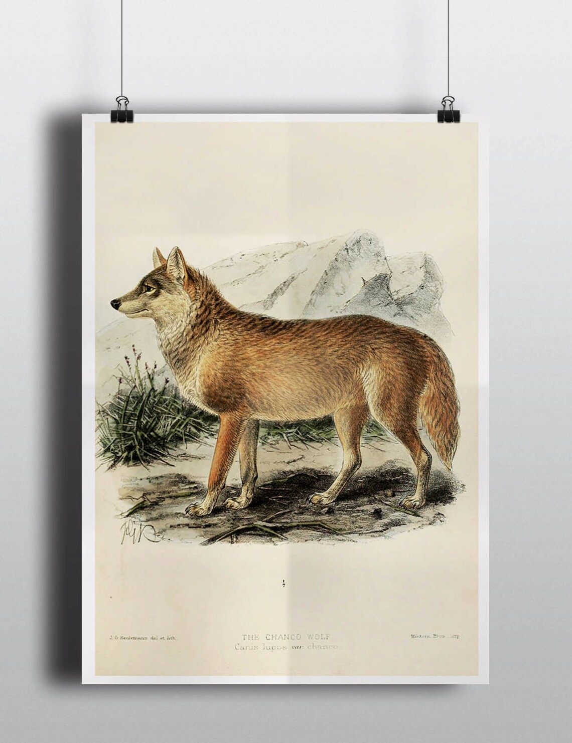 Antique Wolf Print Art Prints Poster 1800s Wolf Art Wolf Painting ...
