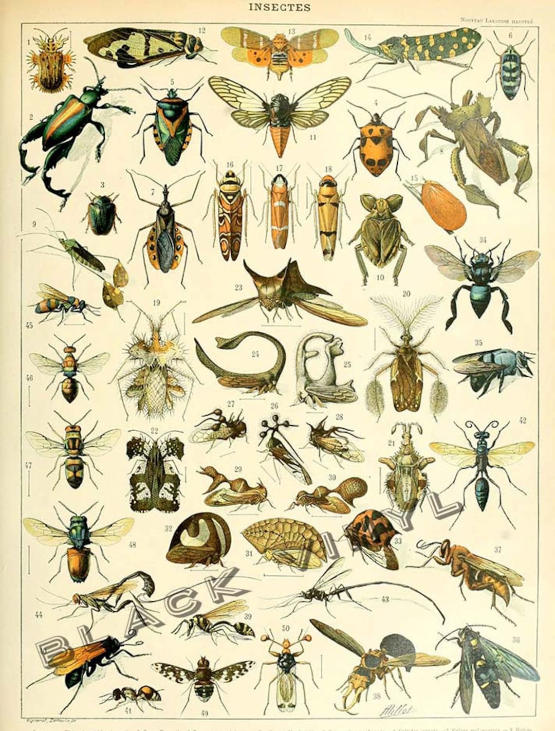 Antique Insects Science Chart Natural Science Bugs Wall Decor - Etsy