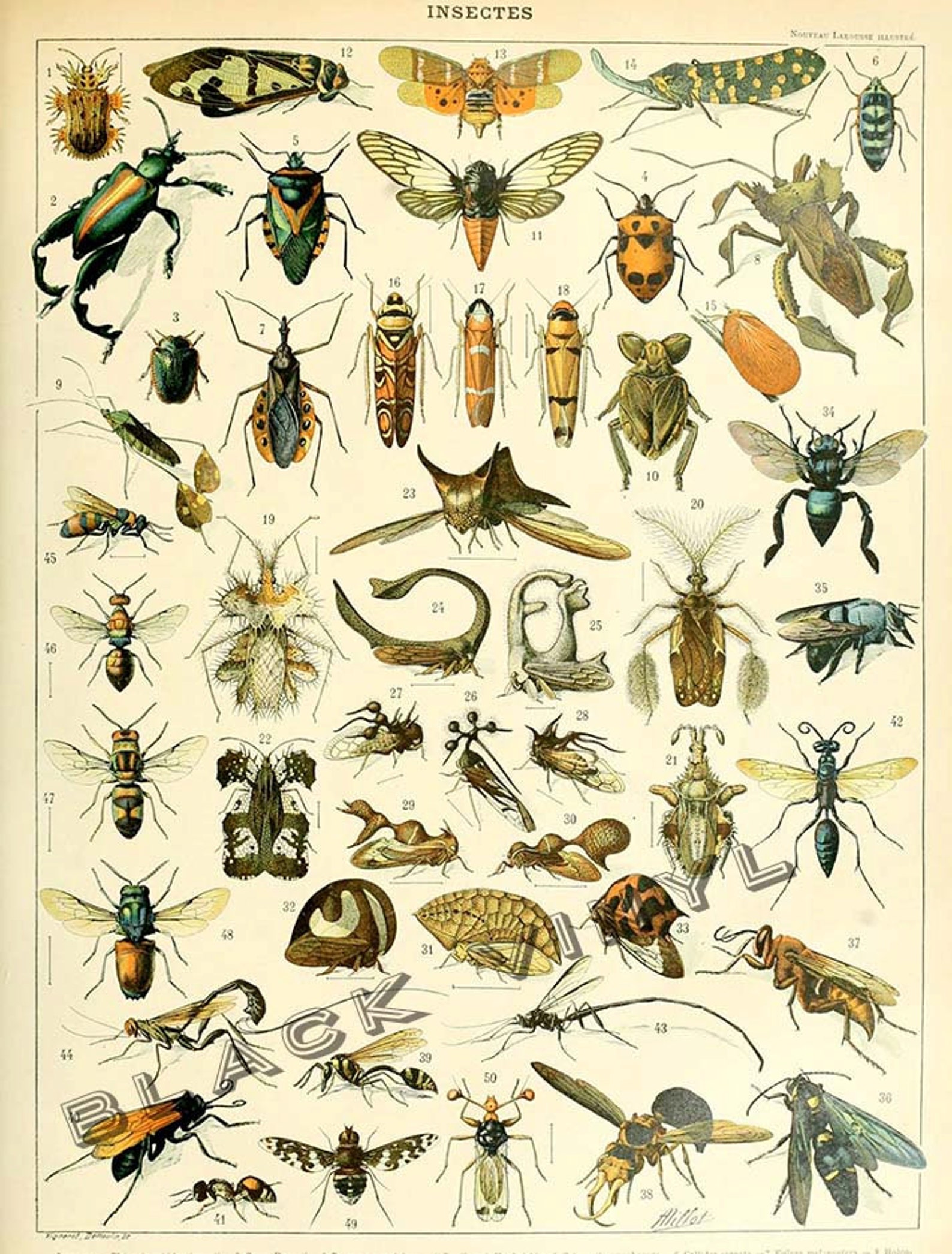 Antique Insects Science Chart Natural Science Bugs Wall Decor - Etsy