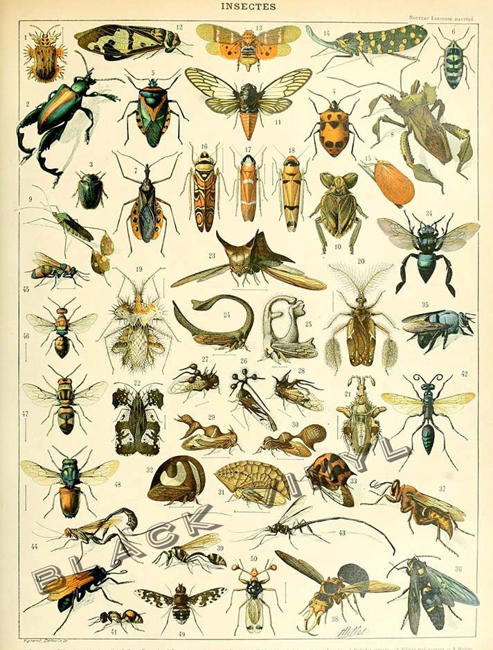 Antique Insects Science Chart Natural Science Bugs Wall Decor - Etsy