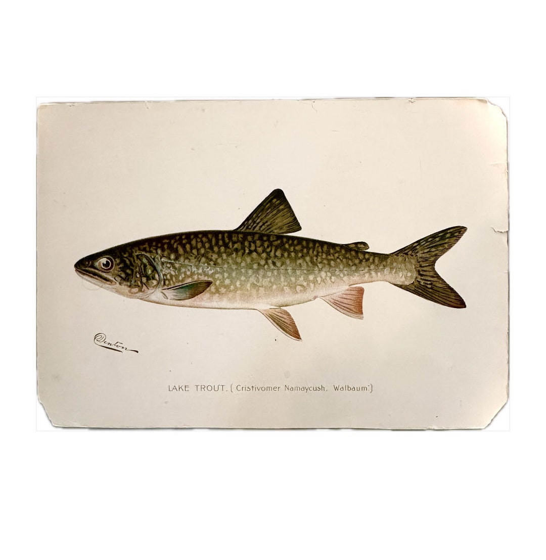Lake Trout Lithograph From New York Fish and Game Book 1902 - Etsy