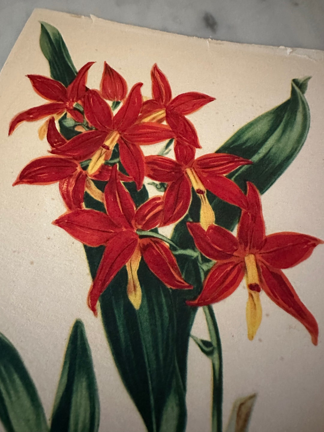 Vintage Red Lily Botanical Print - Etsy
