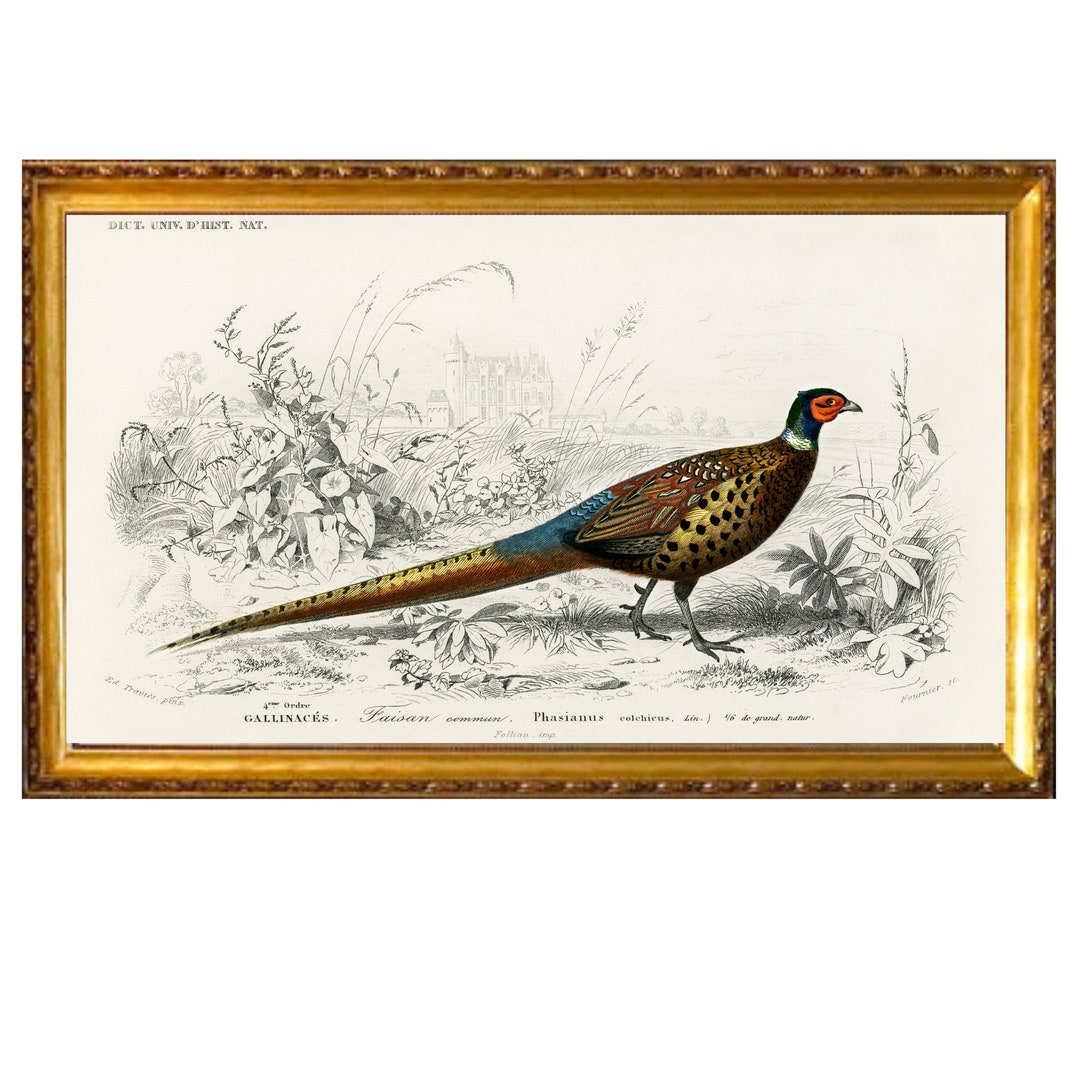 Pheasant Print for Samsung Frame TV, Fall Bird for Samsung Frame TV ...
