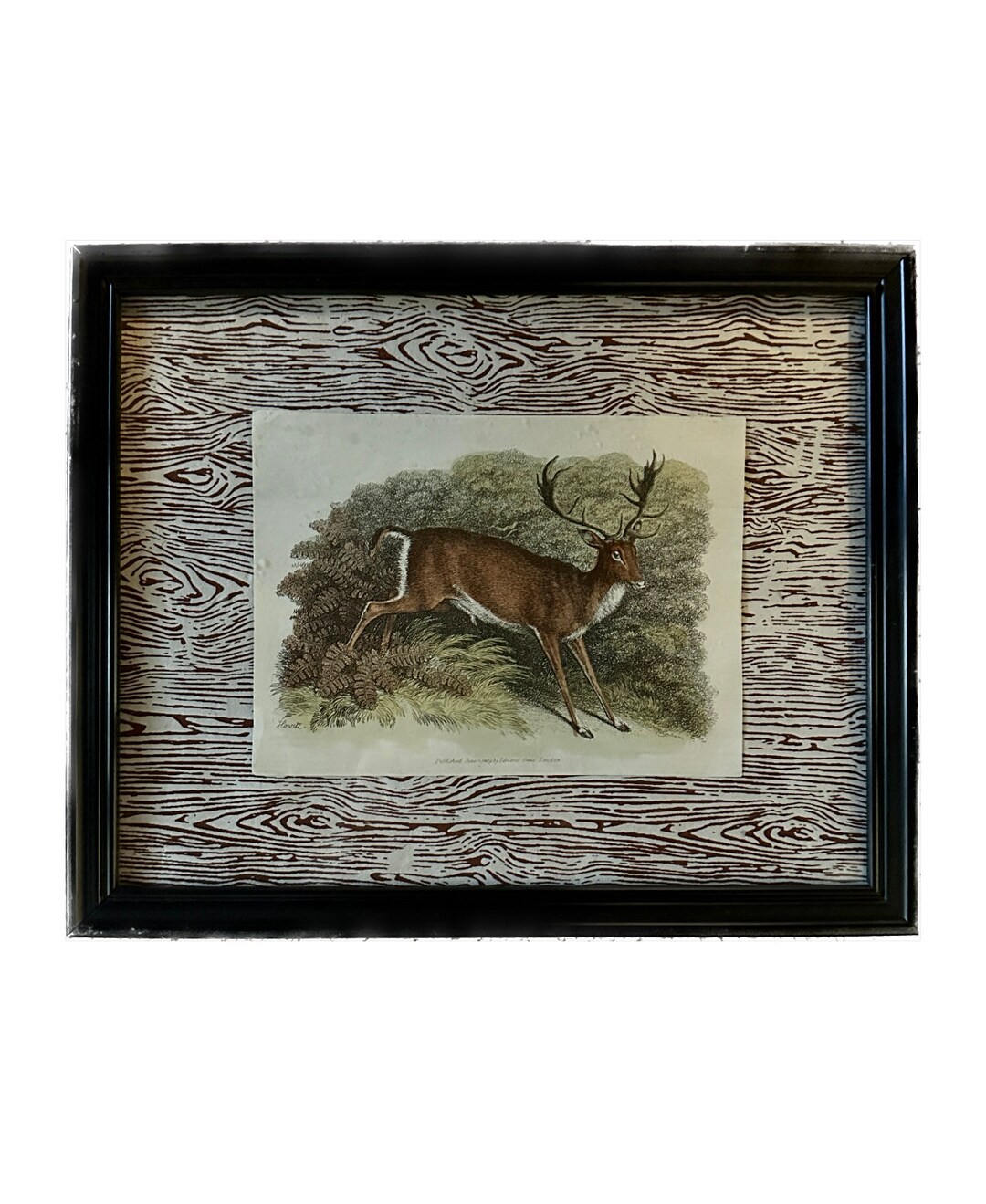 Original Engraved Deer, Hand Colored by Howitt, 1809 - Etsy