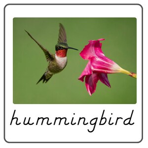Montessori Exotic Birds Nomenclature Cards - Etsy