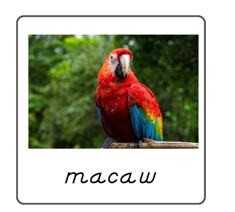 Montessori Exotic Birds Nomenclature Cards - Etsy