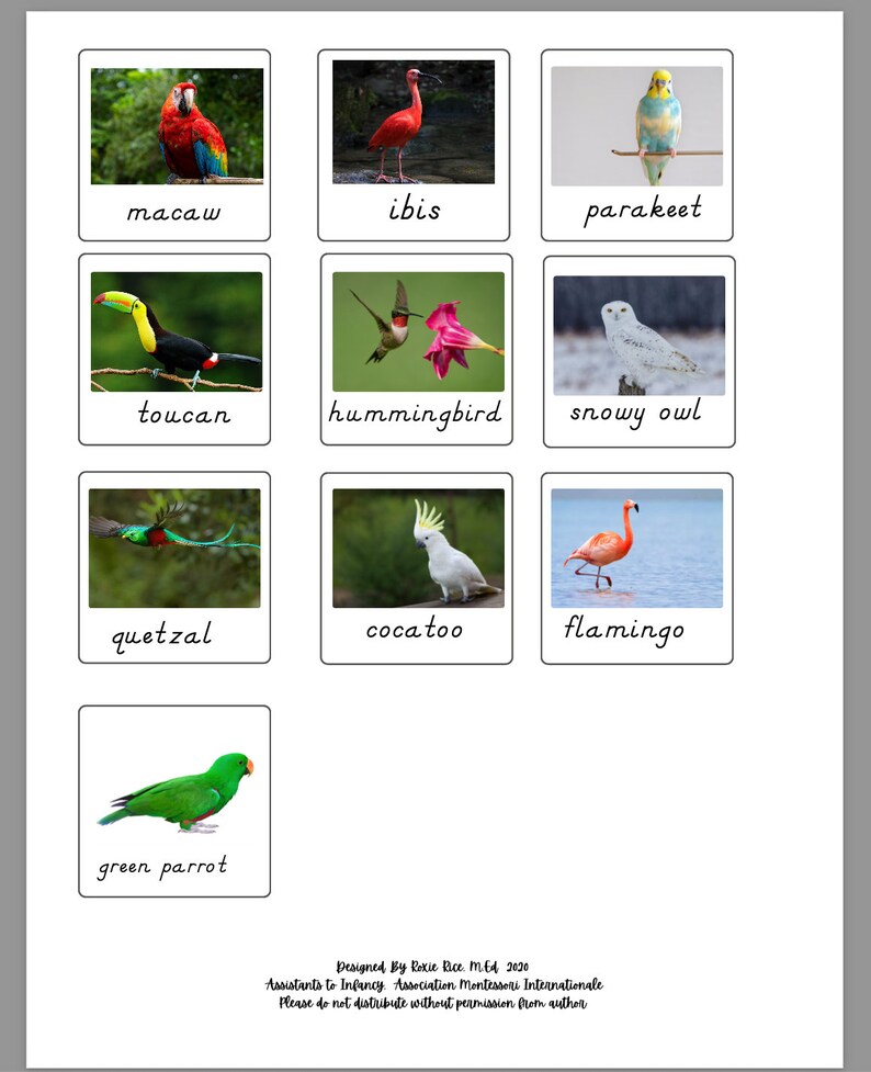 Montessori Exotic Birds Nomenclature Cards - Etsy