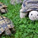 Tortoise Knitting Pattern - Etsy