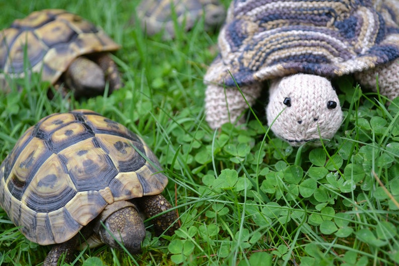 Tortoise Knitting Pattern - Etsy UK