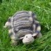 Tortoise Knitting Pattern - Etsy