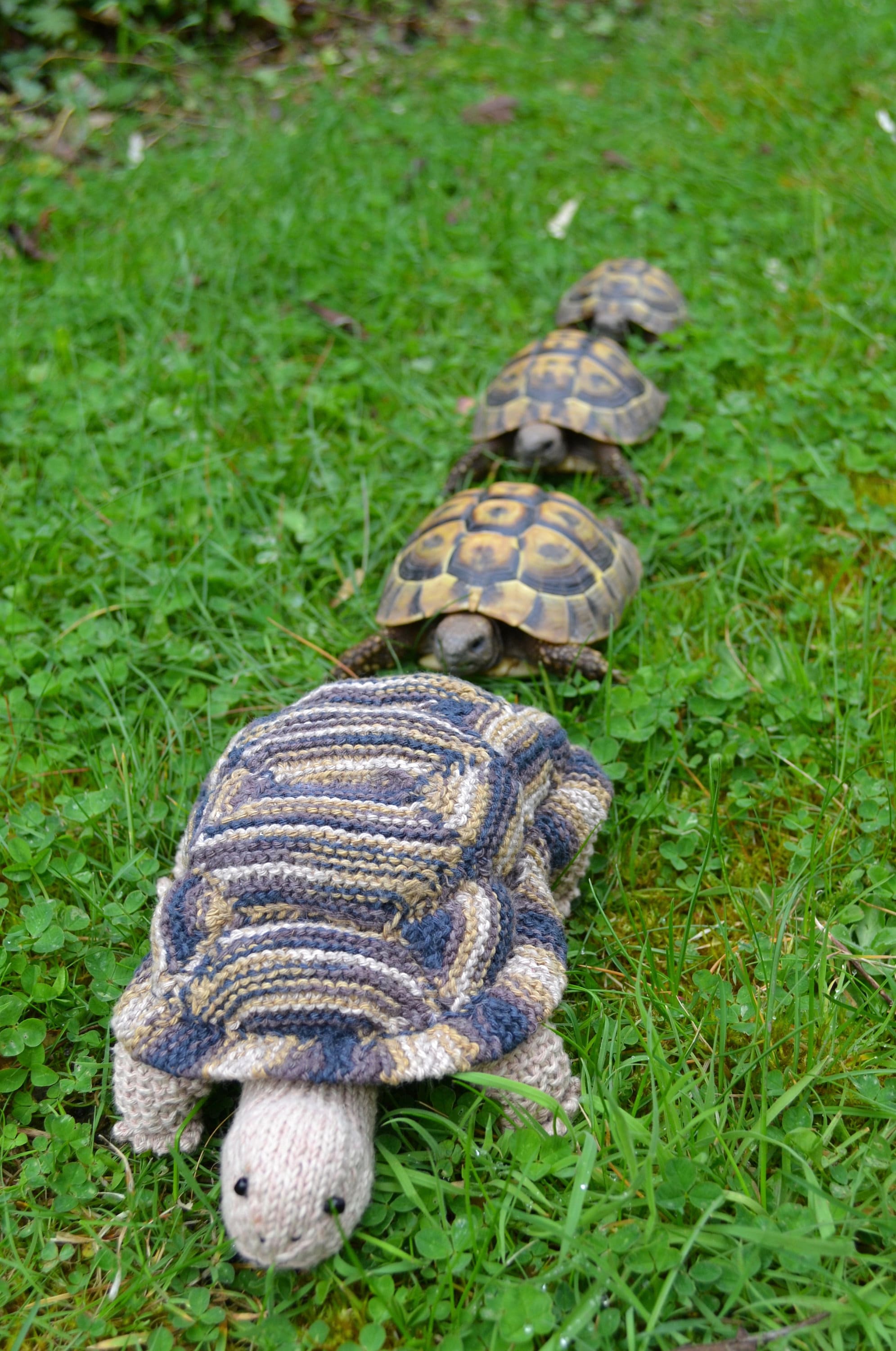 Tortoise Knitting Pattern | Etsy