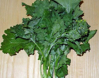 500 Broccoli Raab rabe Rapini Seeds - Etsy