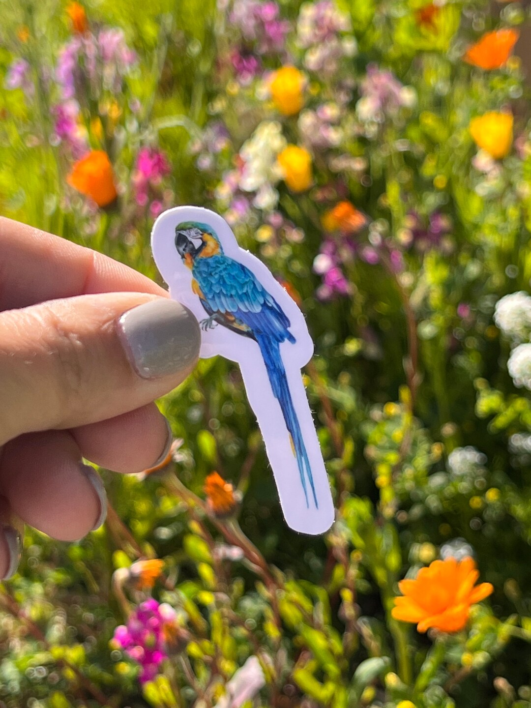 Blue and Gold Macaw Sticker, Laminated Water Resistant Bird Decal - Etsy