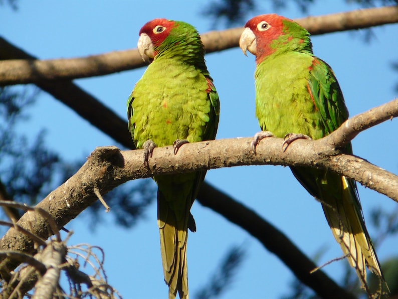 San Francisco Parrots the Wild Parrots of Telegraph Hill - Etsy