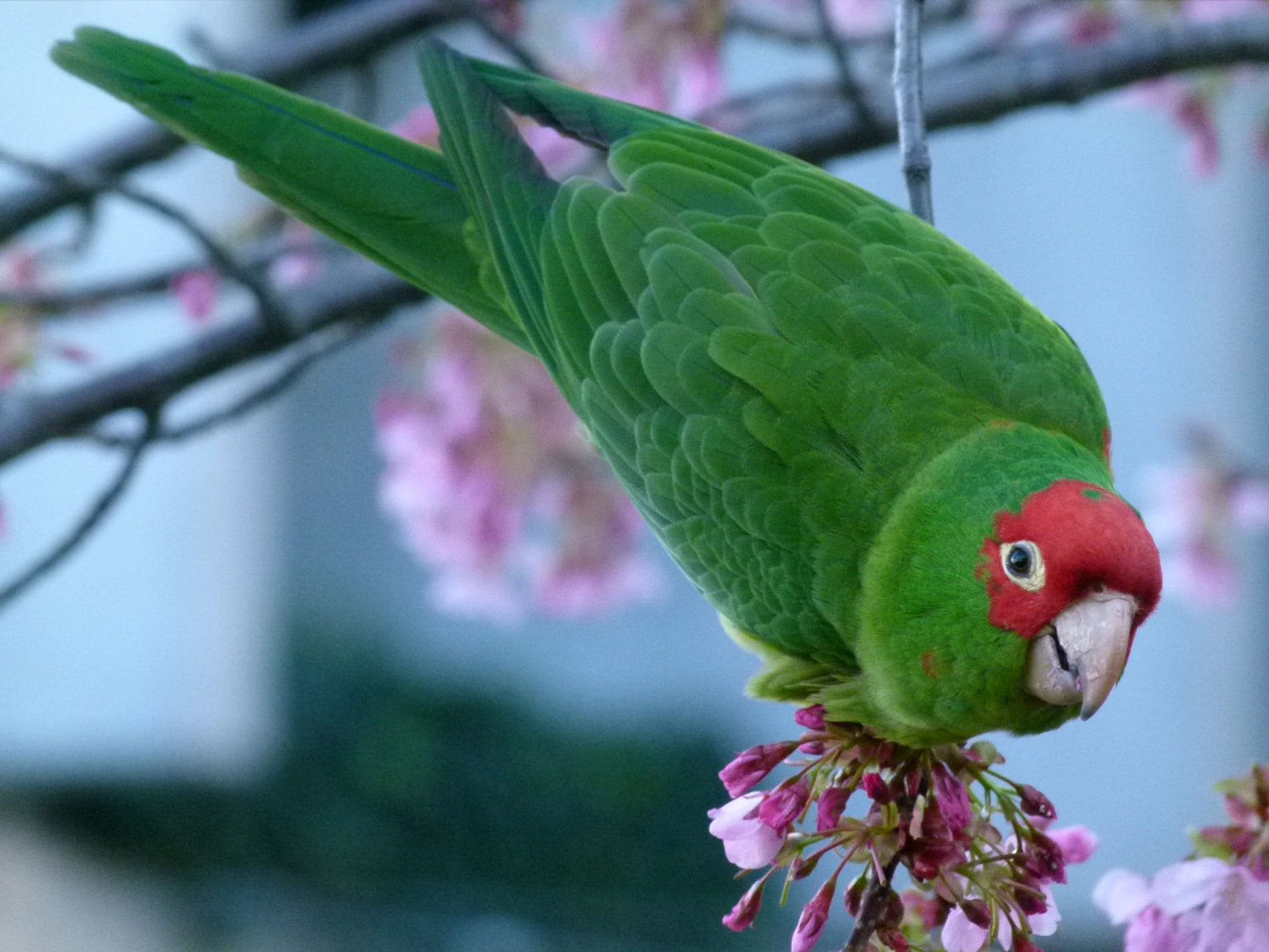 San Francisco Parrots the Wild Parrots of Telegraph Hill - Etsy