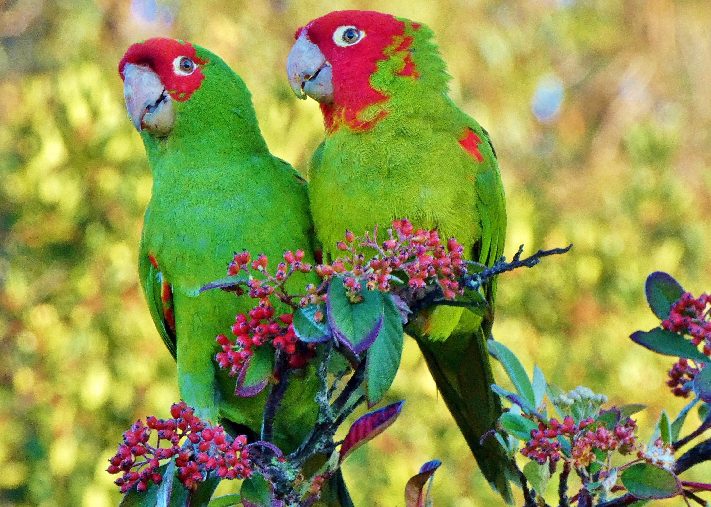 San Francisco Parrots The Wild Parrots of Telegraph Hill | Etsy