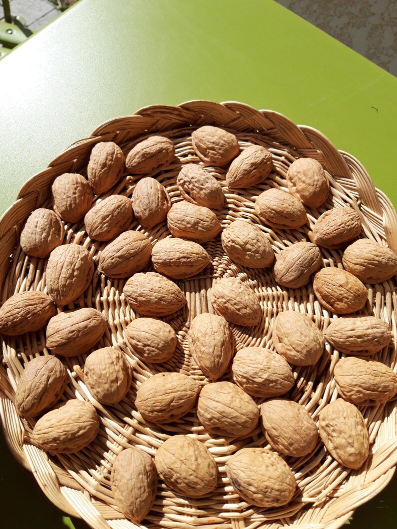 Set of 25 Half Shells of Nuts to Paint or Decorate - Etsy