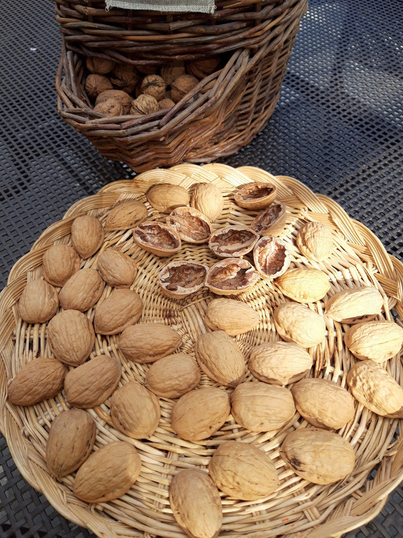 Set of 25 Half Shells of Nuts to Paint or Decorate - Etsy