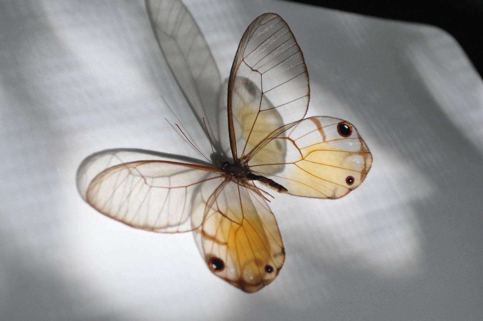Glass Wing Butterfly, Haetera Piera, Amber Phantom Butterfly, Real ...