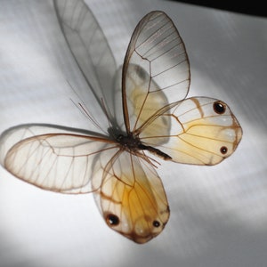 Glass Wing Butterfly, Haetera Piera, Amber Phantom Butterfly, Real ...