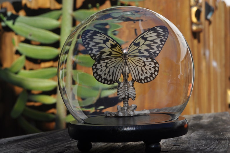 Butterfly Globe Butterfly Dome Real Butterfly Skeleton | Etsy