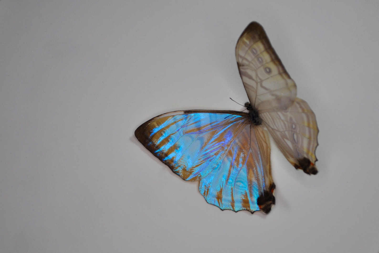 Morpho Sulkowski Blue Butterfly Pink Butterfly Purple | Etsy