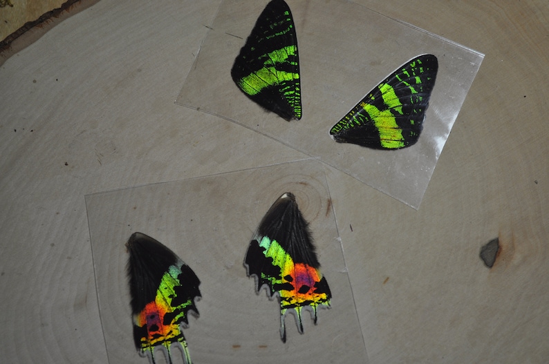 Laminated Butterfly, Sunset Moth, Laminated Sunset Moth, Laminated ...