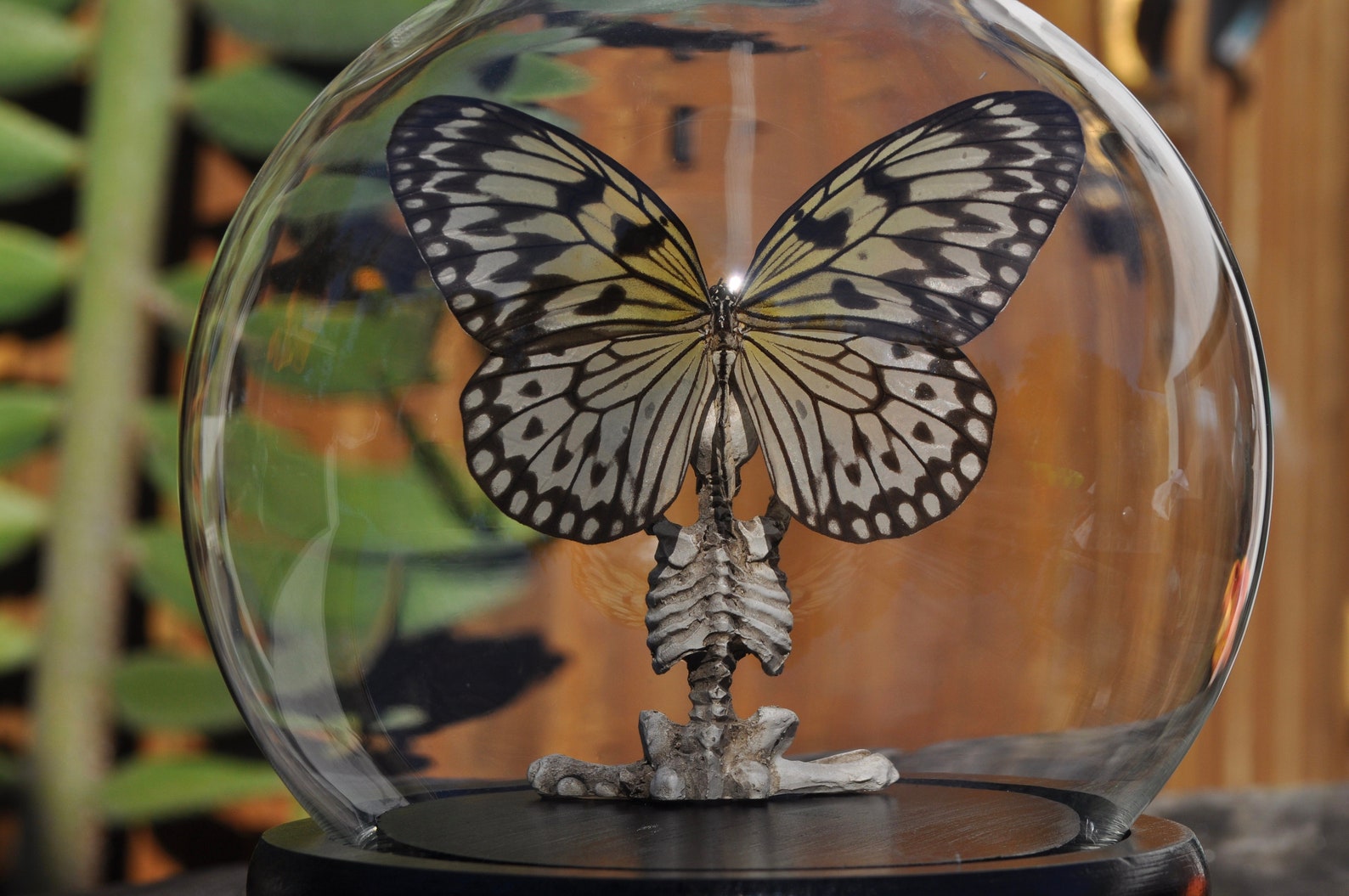 Butterfly Globe Butterfly Dome Real Butterfly Skeleton | Etsy