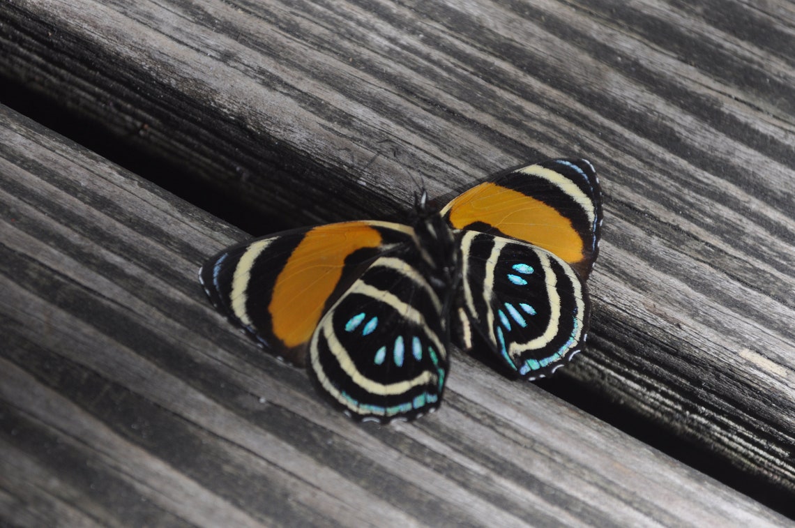 Callicore Aegina Callicore Lyca Preserved Butterfly Dried - Etsy