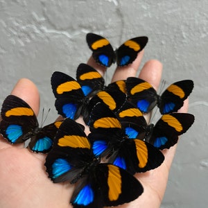 Callicore Aegina, Callicore Lyca, Preserved Butterfly, Dried Butterfly ...