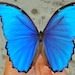 Blue Morpho Butterfly, Preserved Butterfly, Real Blue Butterfly, Real ...