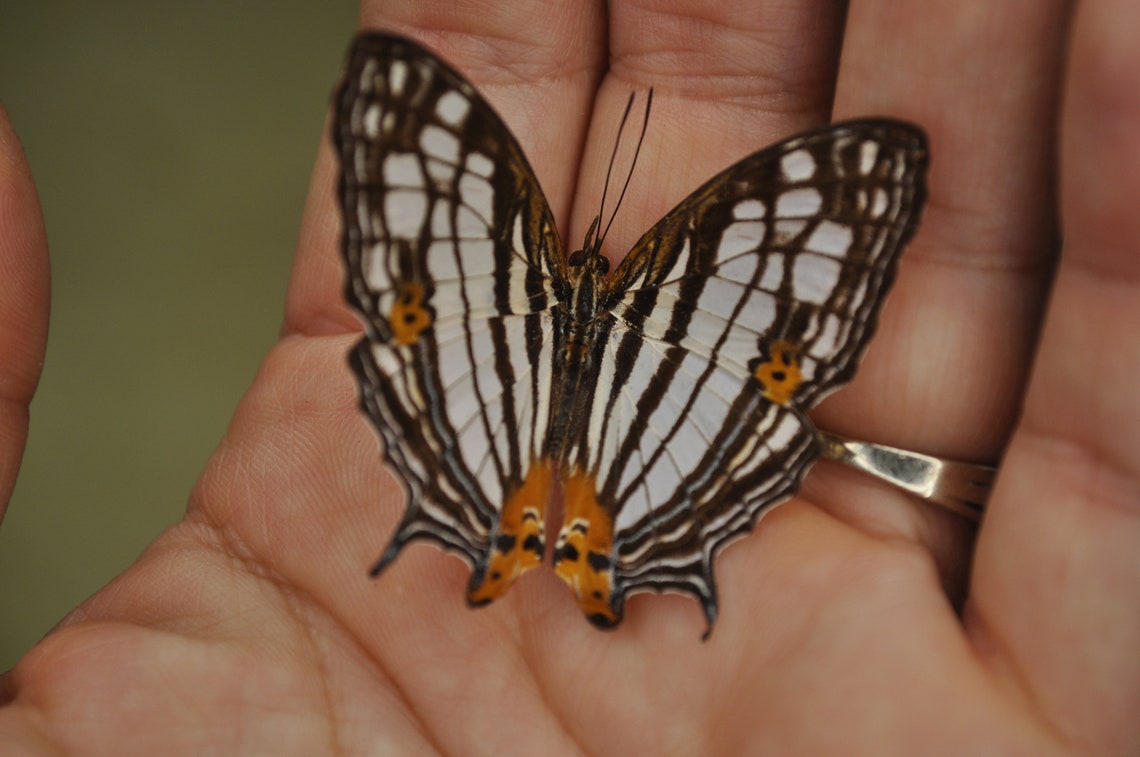 Common Map Butterfly | Etsy