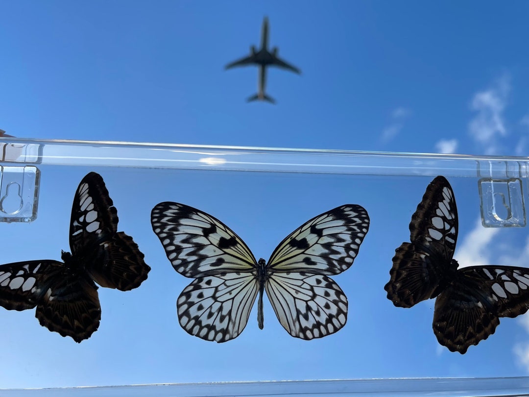 Acrylic Butterfly Case - Etsy