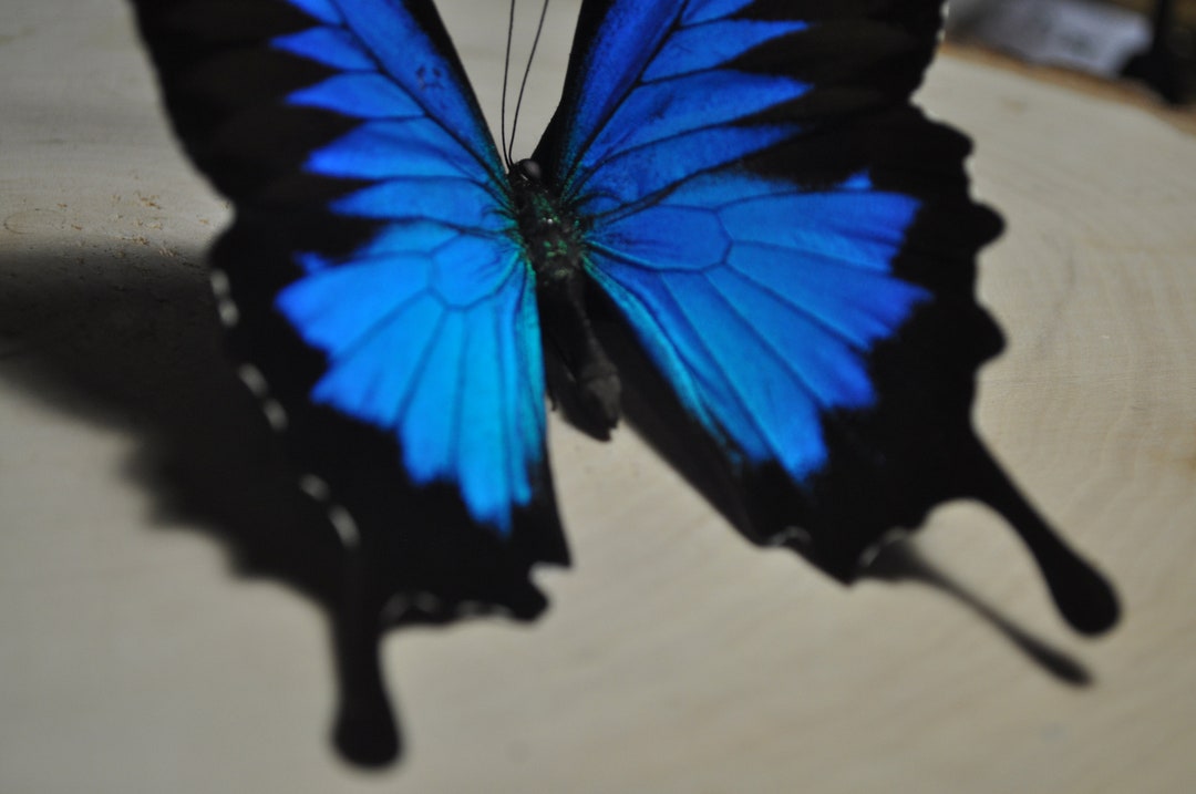Blue Emperor Swallowtail Butterfly, Blue Butterfly, Blue Swallowtail ...