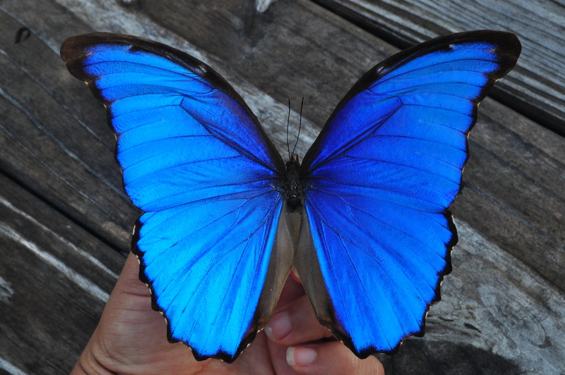 Blue Morpho Butterfly, Preserved Butterfly, Real Blue Butterfly, Real ...