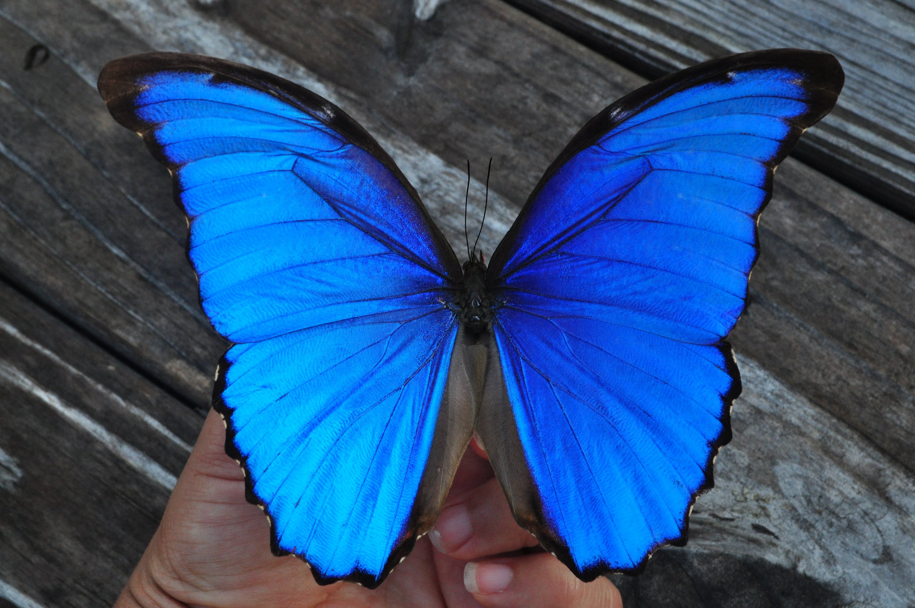Real Blue Butterflies