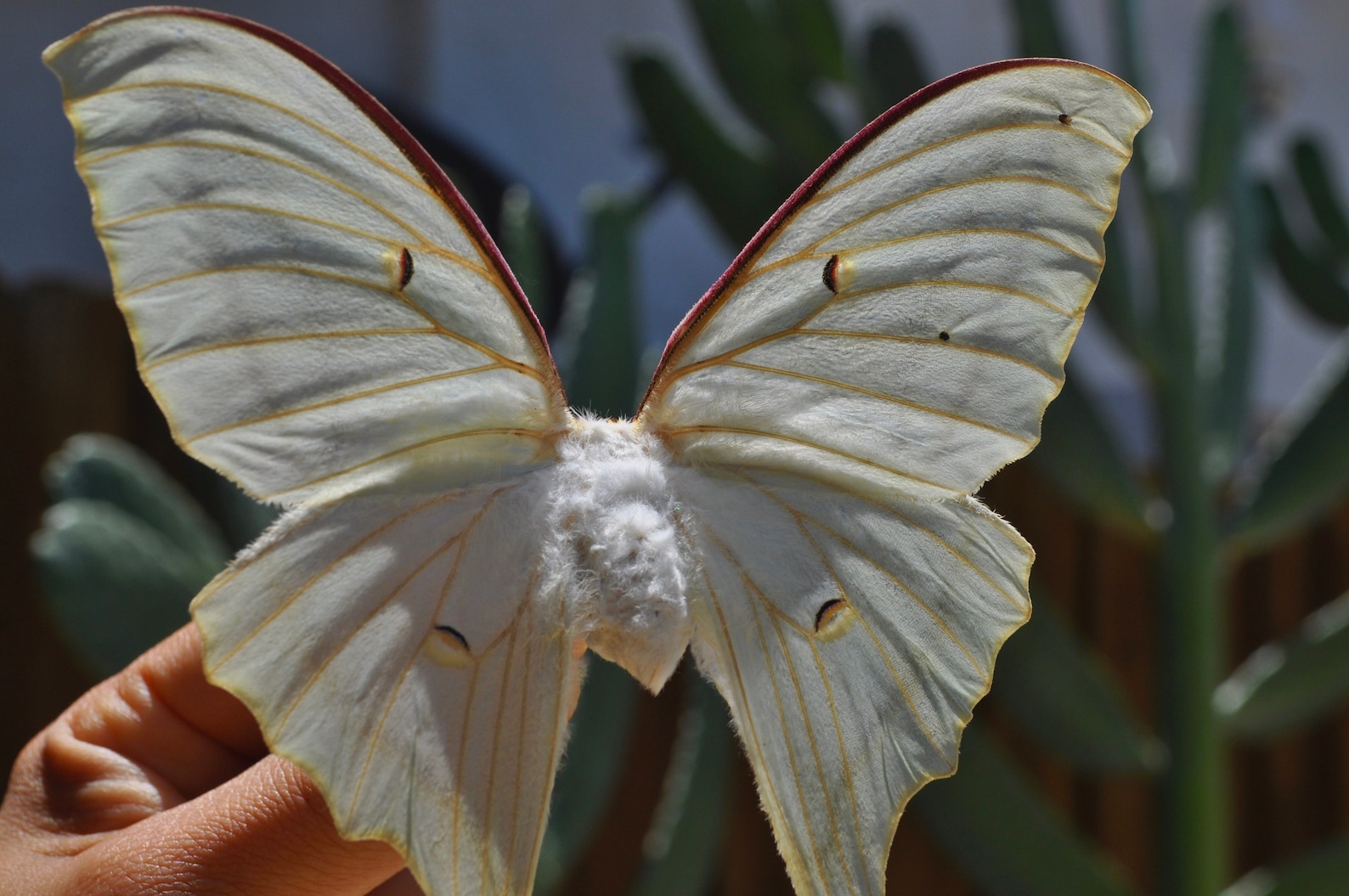 Luna Moth, Preserved Moth, Dried Moth, Dried Butterfly, Preserved ...