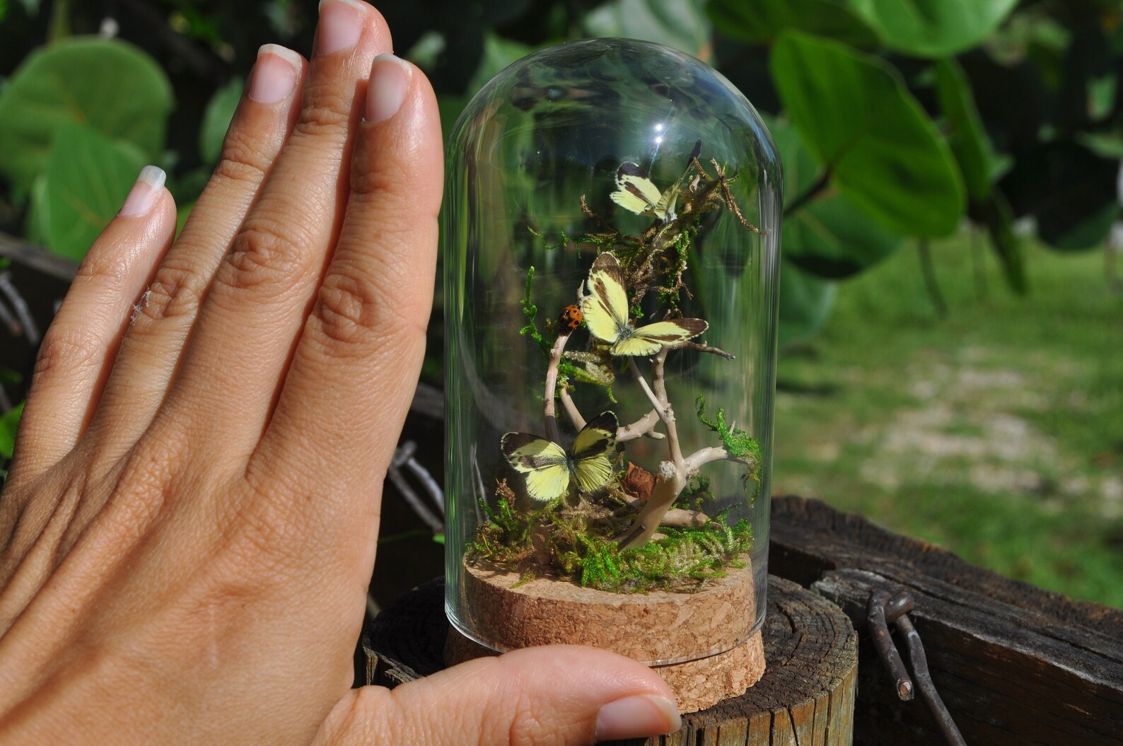 Butterfly Dome, Yellow Butterfly, Glass Dome, Dried Butterfly ...
