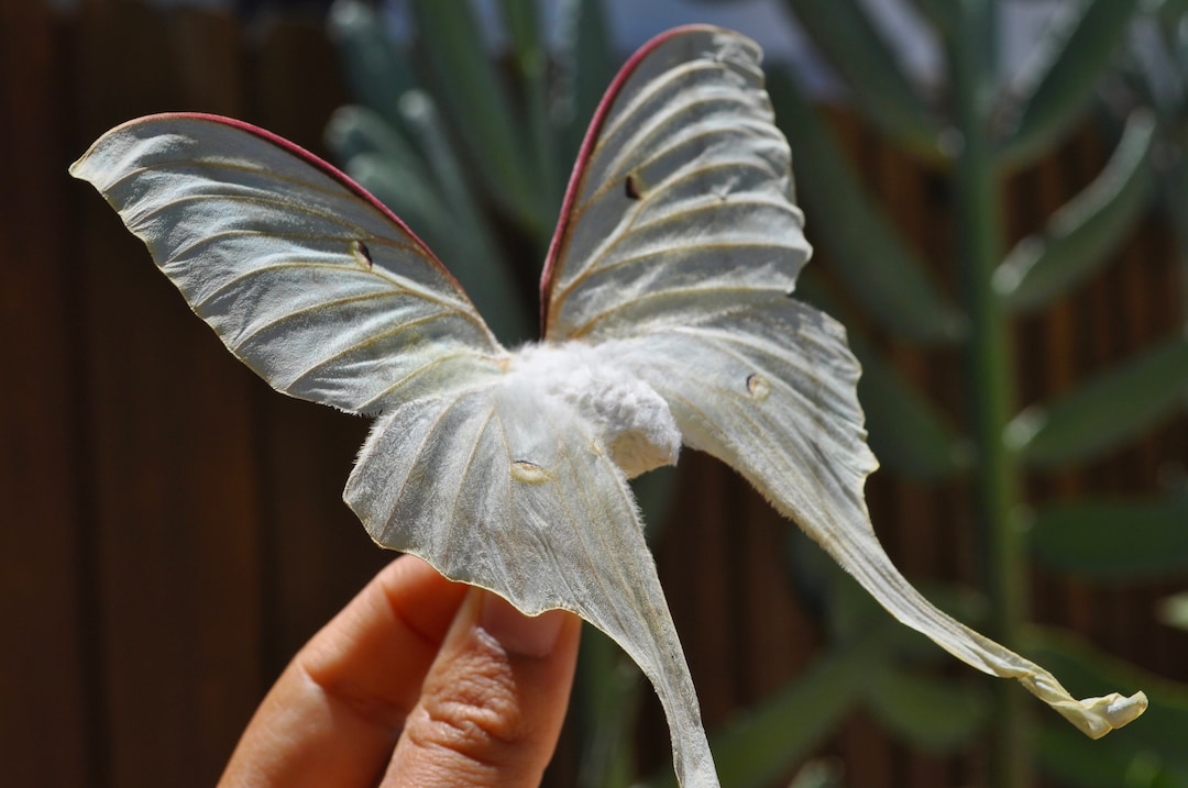 Luna Moth, Preserved Moth, Dried Moth, Dried Butterfly, Preserved ...