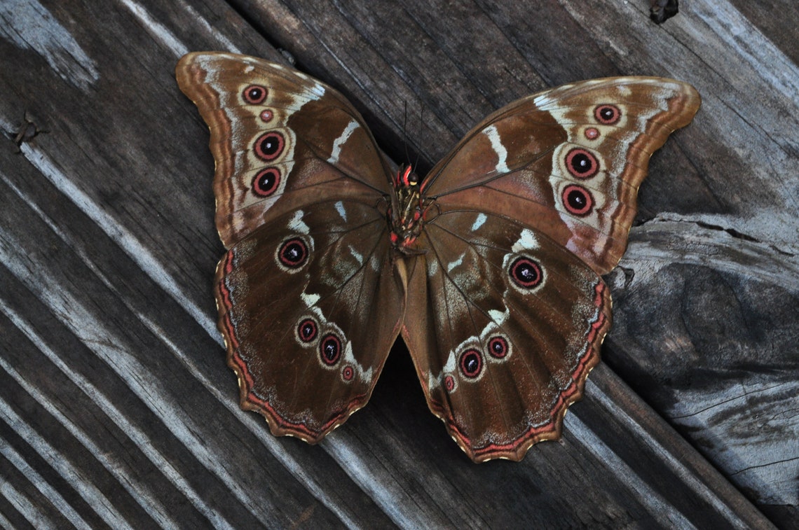 Blue Morpho Butterfly Preserved Butterfly Real Blue Etsy 
