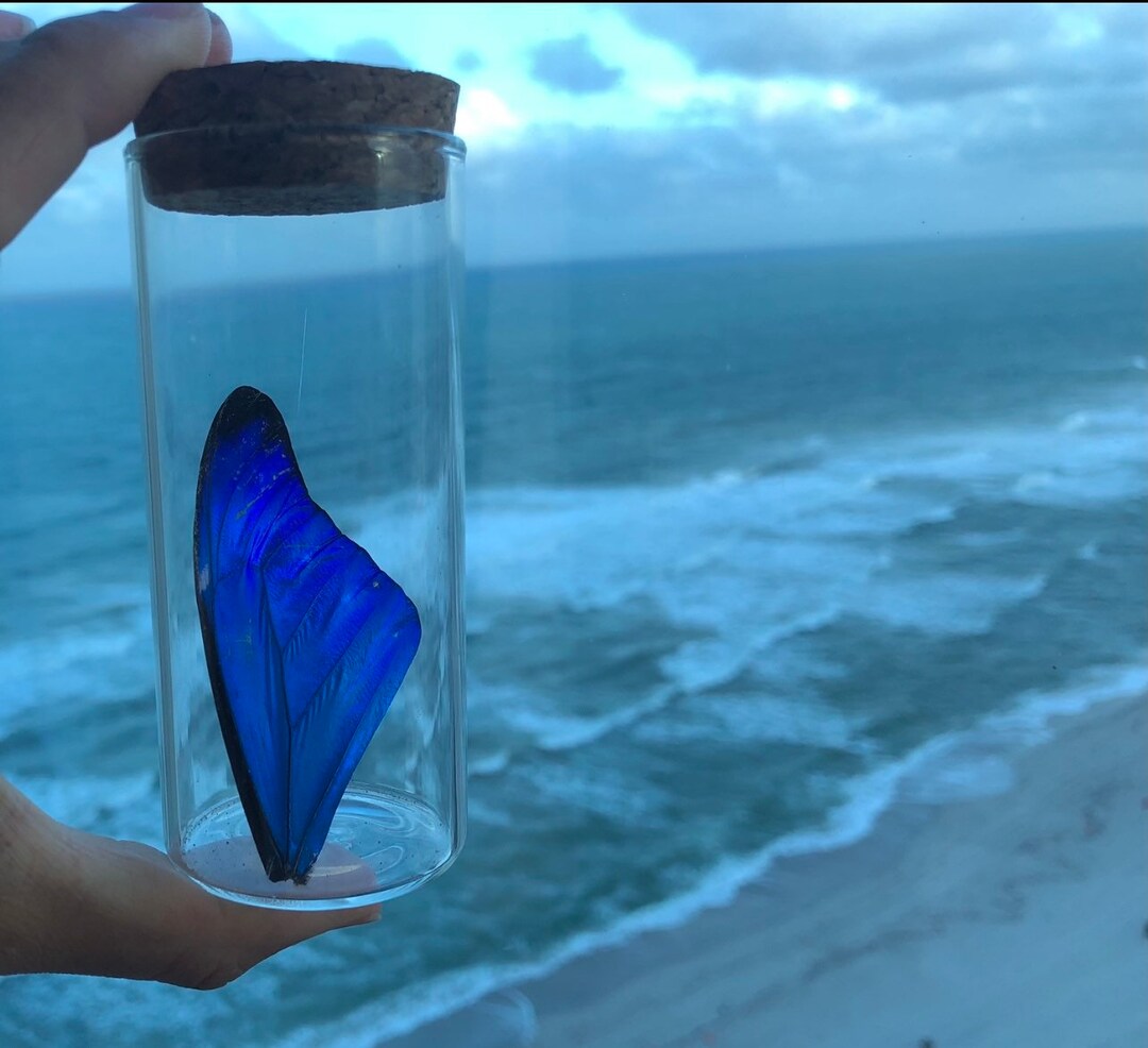 One Wing, Blue Morpho, Glass Vial, Terrarium, Real Butterfly, Butterfly ...