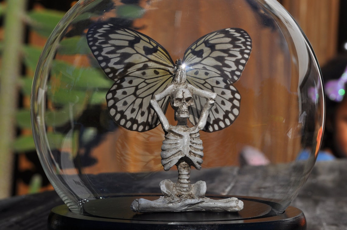 Butterfly Globe Butterfly Dome Real Butterfly Skeleton | Etsy