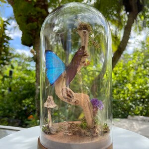 Blue Morpho Dome, Blue Butterfly, Dried Butterfly, Butterfly Dome ...