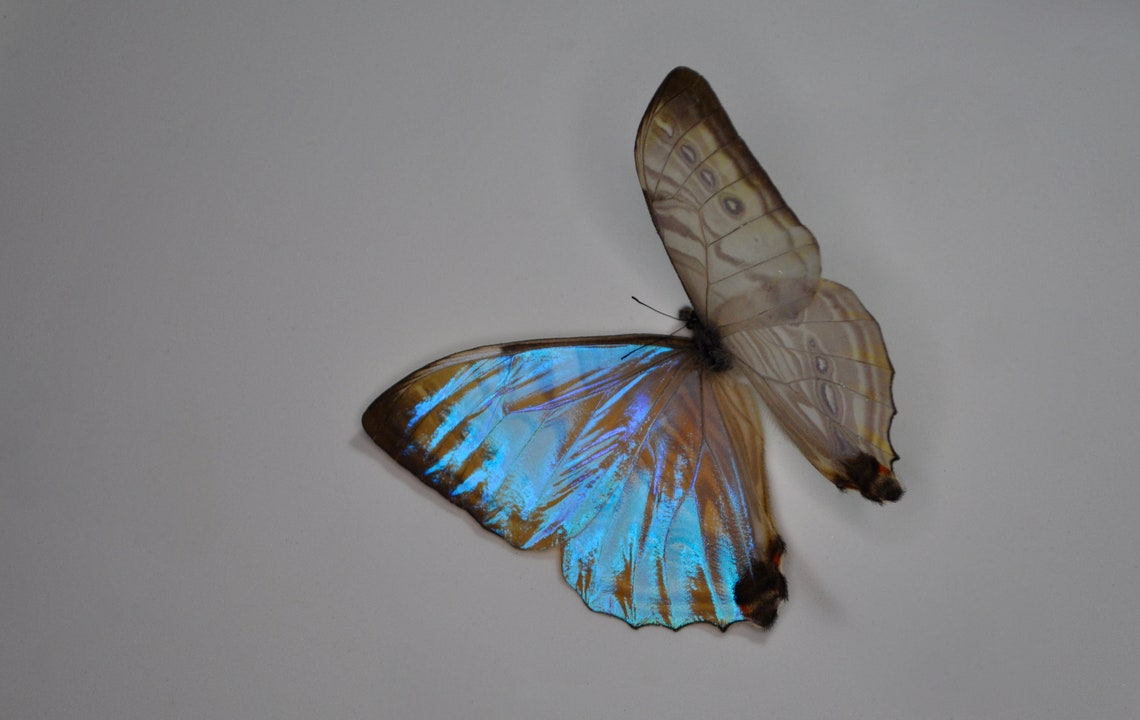 Morpho Sulkowski Blue Butterfly Pink Butterfly Purple | Etsy